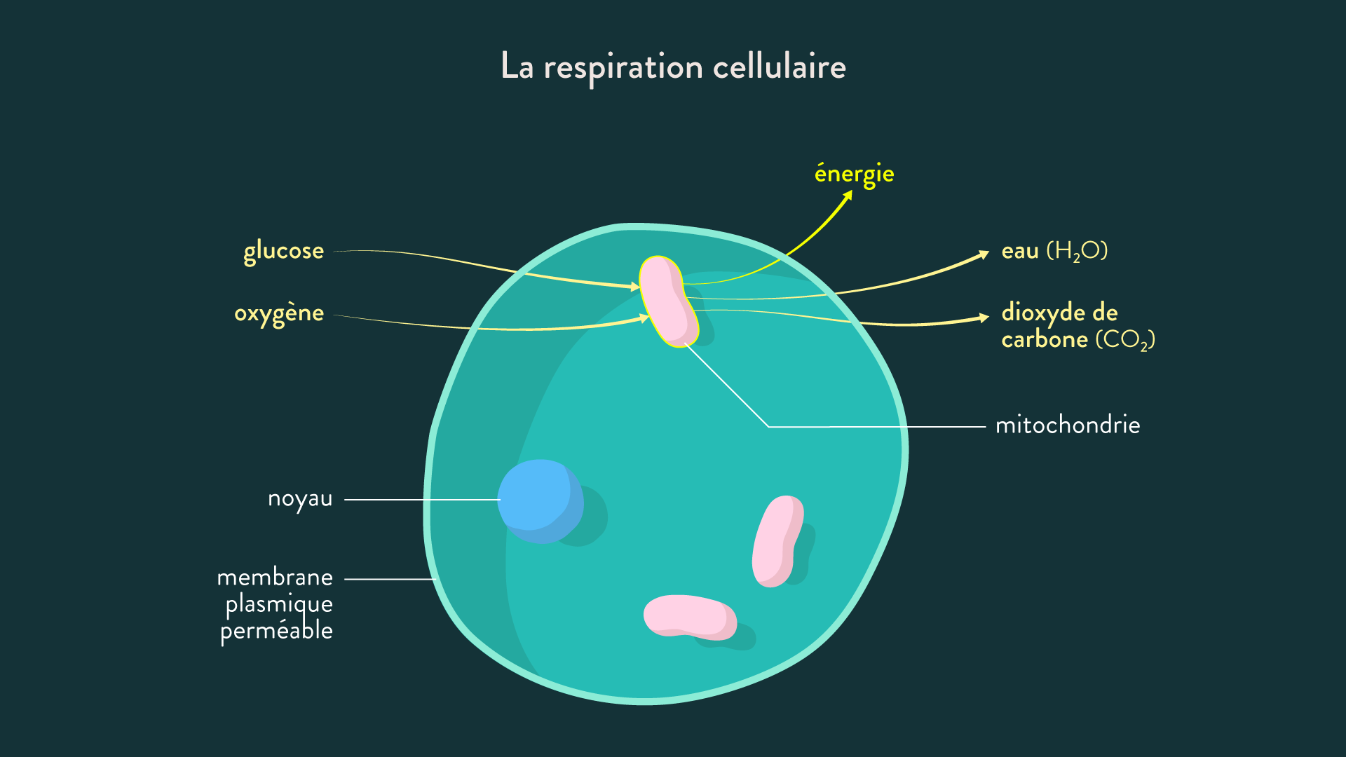 Sch ma Bilan La Respiration Cellulaire SchoolMouv Sch ma Bilan La Respiration Cellulaire SchoolMouv
