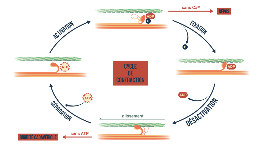 Consommation et régénération de l'ATP dans la cellule musculaire ...