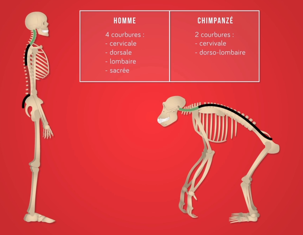 L'évolution de l'Homme : Fiche de cours - SVT | SchoolMouv